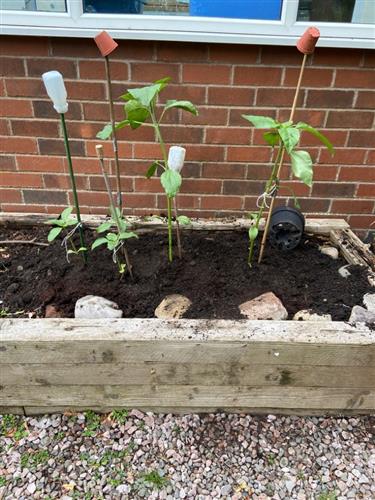 Hayton CE Primary School – Cumbria In Bloom