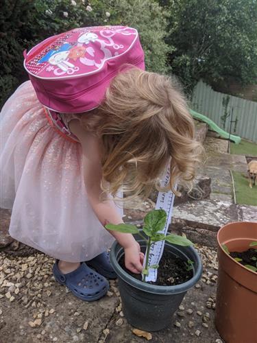 Hayton CE Primary School – Cumbria In Bloom